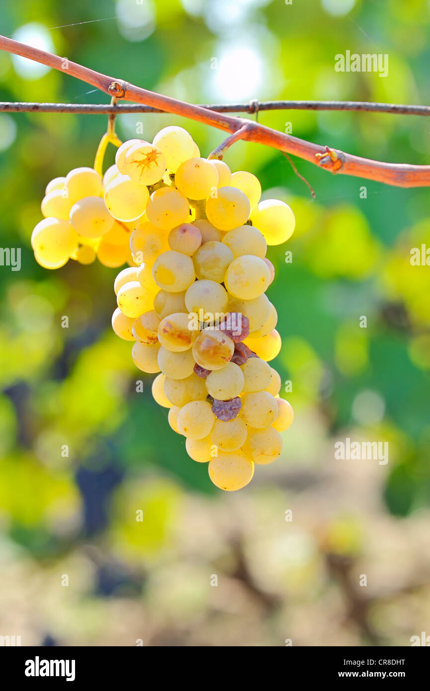Bunch of grapes Stock Photo - Alamy