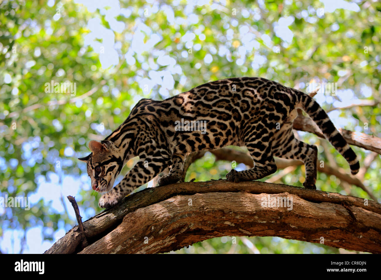 Full Grown Ocelot Size