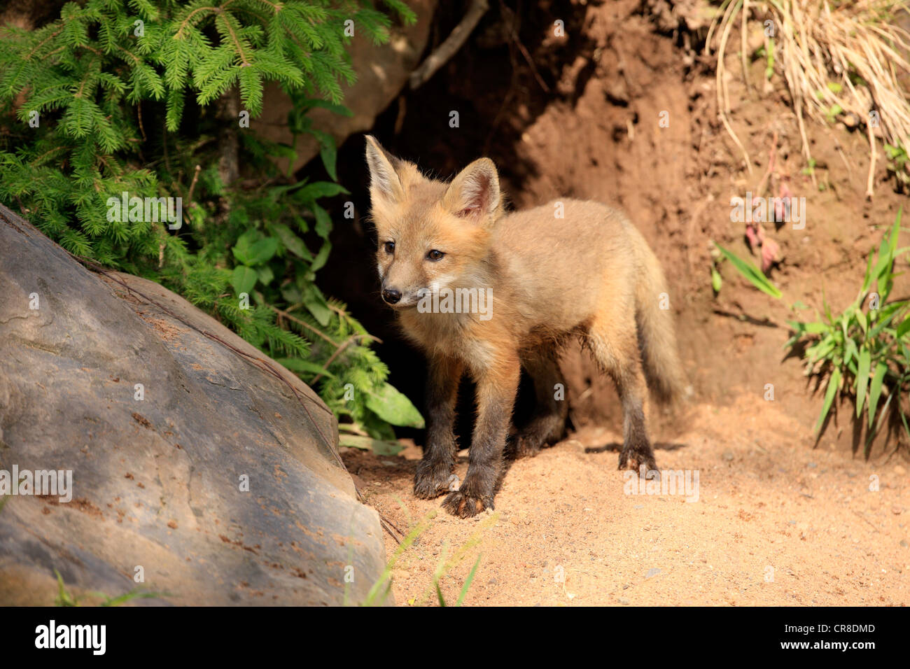 North American Red Fox (Vulpes fulva), cub outside a den, Minnesota ...