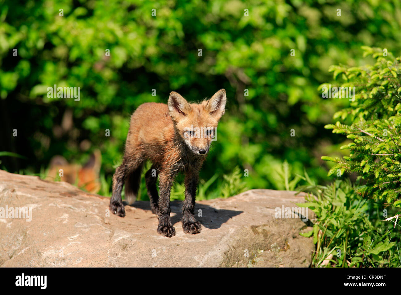 North american red fox hi-res stock photography and images - Alamy