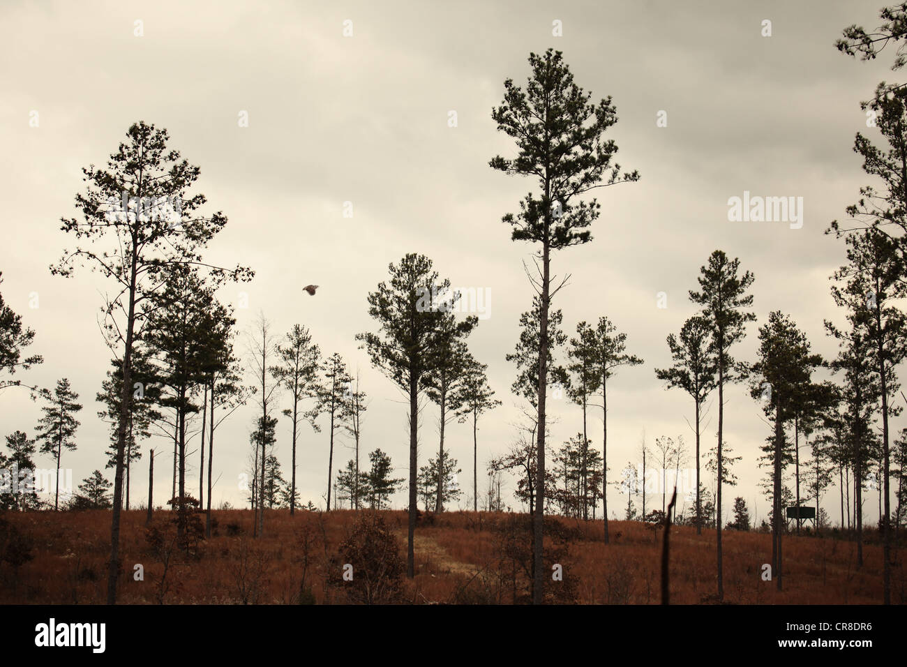 Quail flying hi-res stock photography and images - Alamy