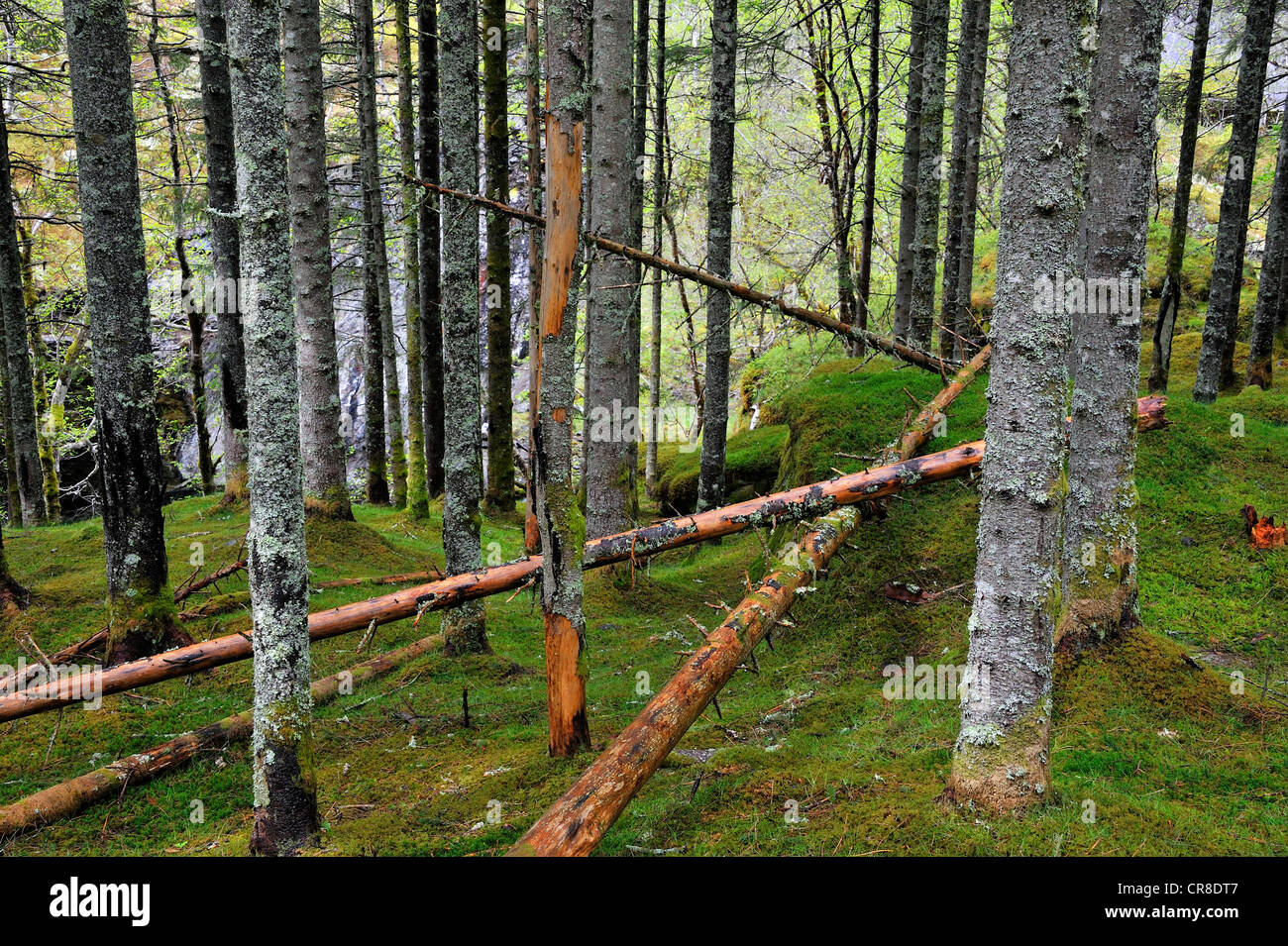 Old fallen trees in a forest in Hardanger Norway Stock Photo - Alamy