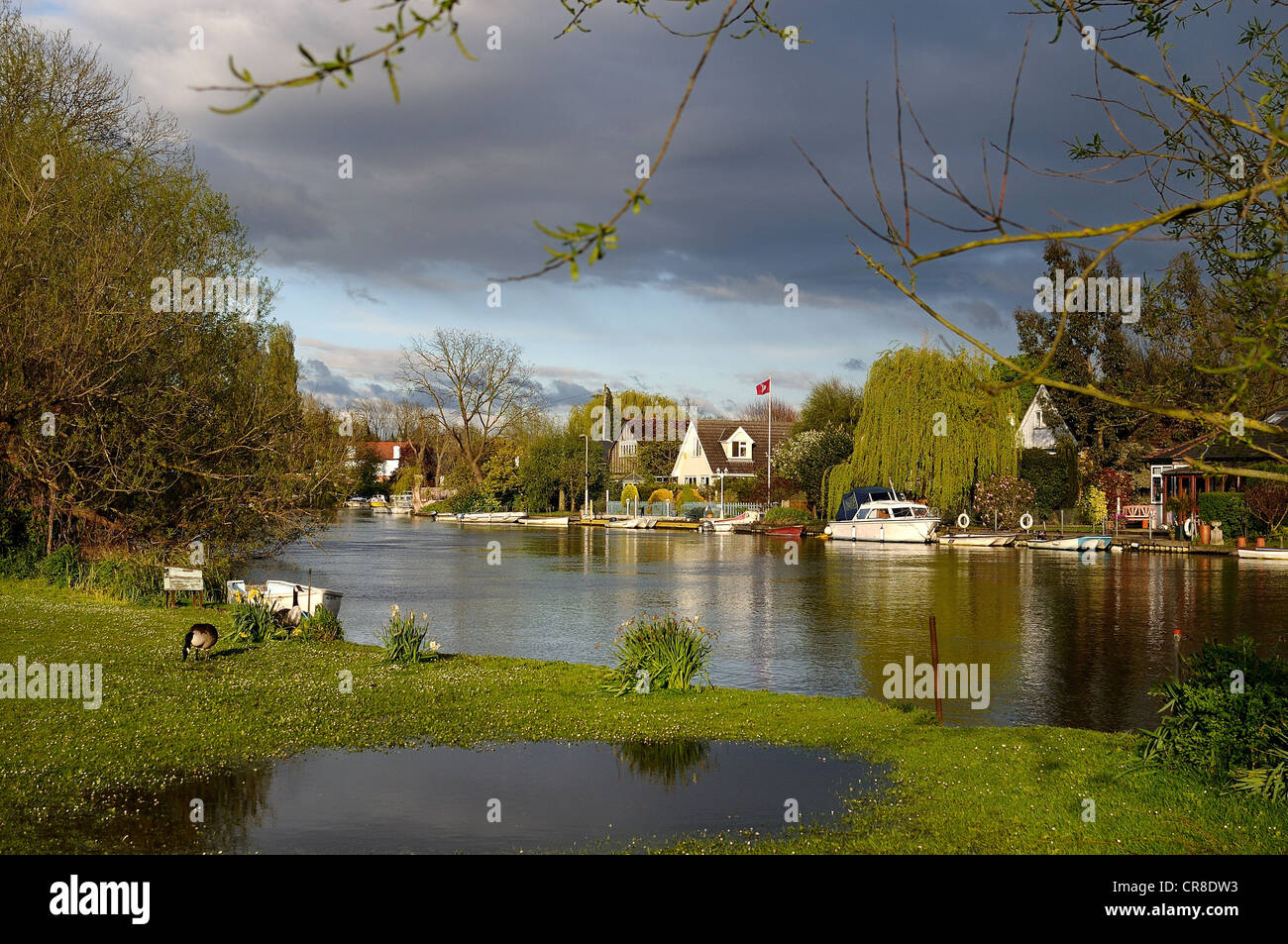 River Thames at Shepperton Middlesex Stock Photo - Alamy