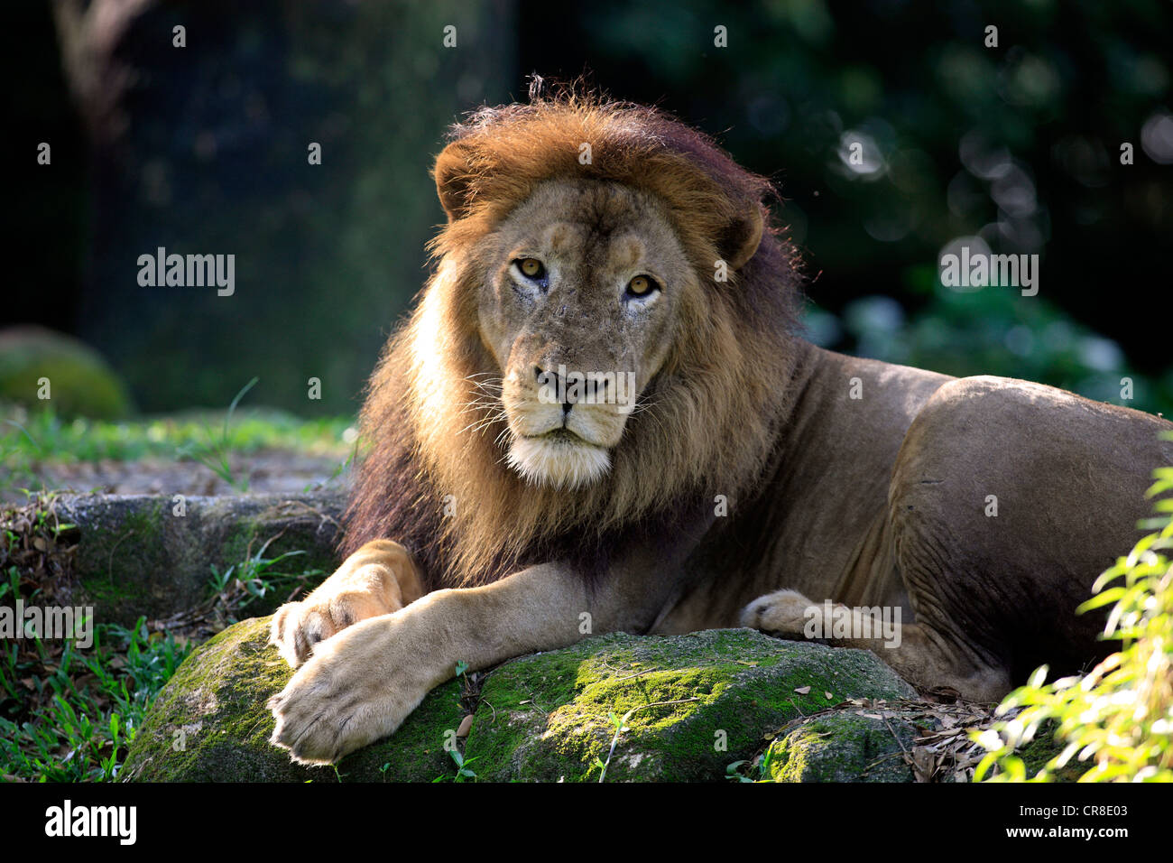 Lion (Panthera leo), male, resting, capitive, Singapore, Southeast Asia ...