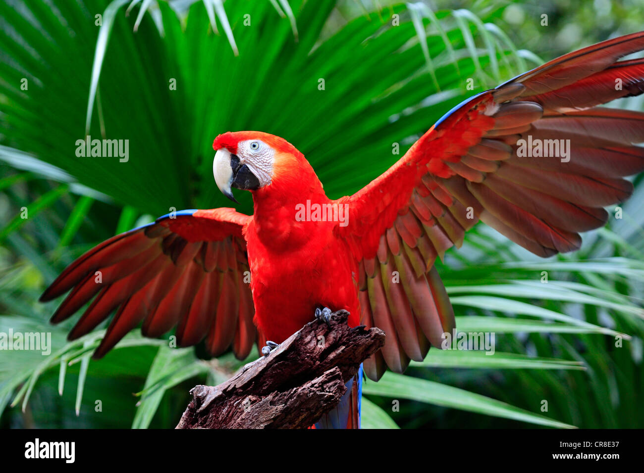 Scarlet Macaw (Ara macao), adult, perched on a lookout with its wings ...
