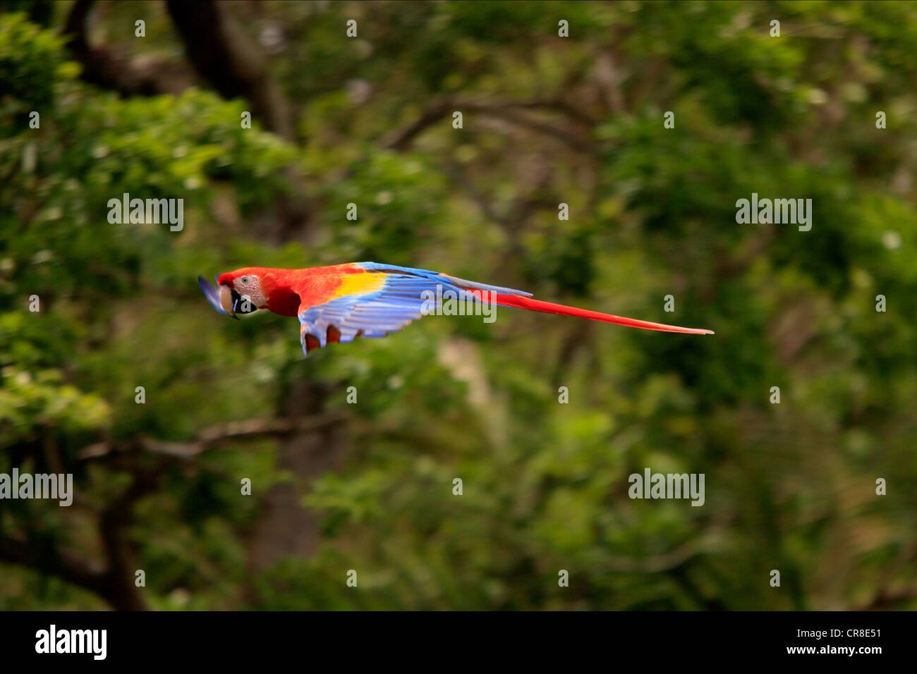 Scarlet Macaw (Ara macao), adult, flying past rainforest, Roatan ...
