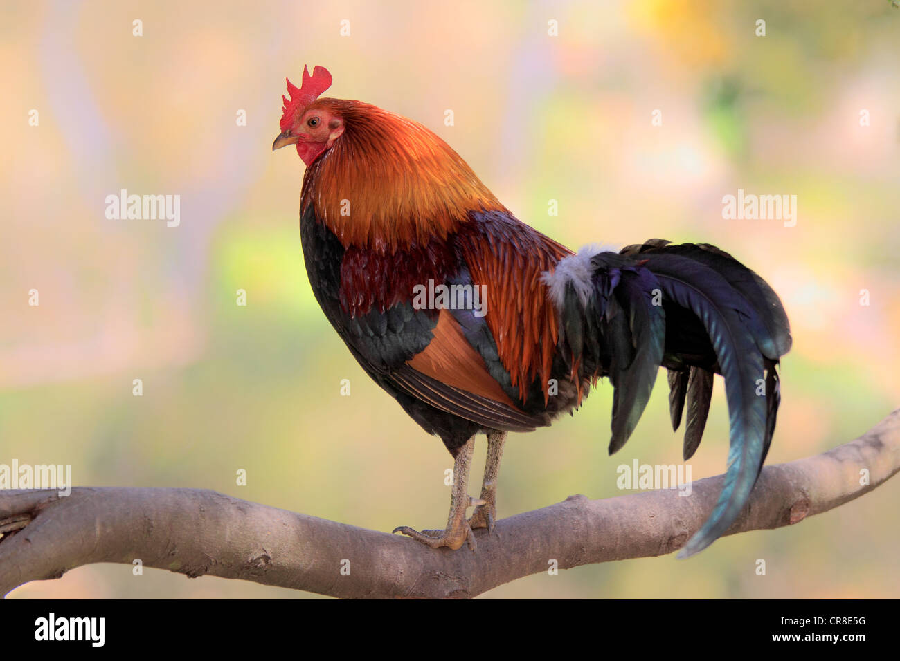 Domestic Fowl (Gallus gallus domesticus), rooster, Adelaide, Australia ...