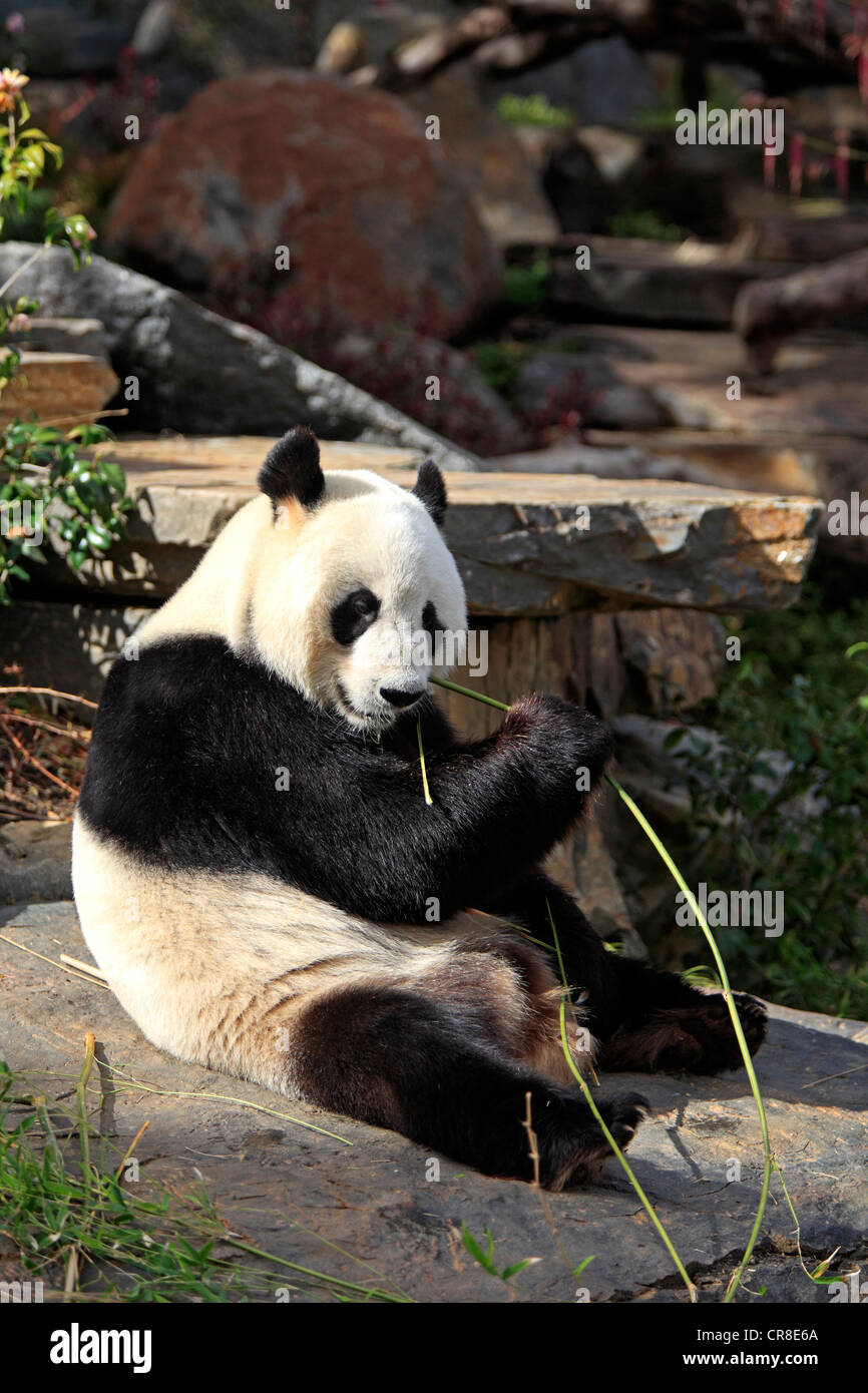 Giant Panda (Ailuropoda melanoleuca), adult, eating bamboo, Adelaide Zoo, Adelaide, Australia ...