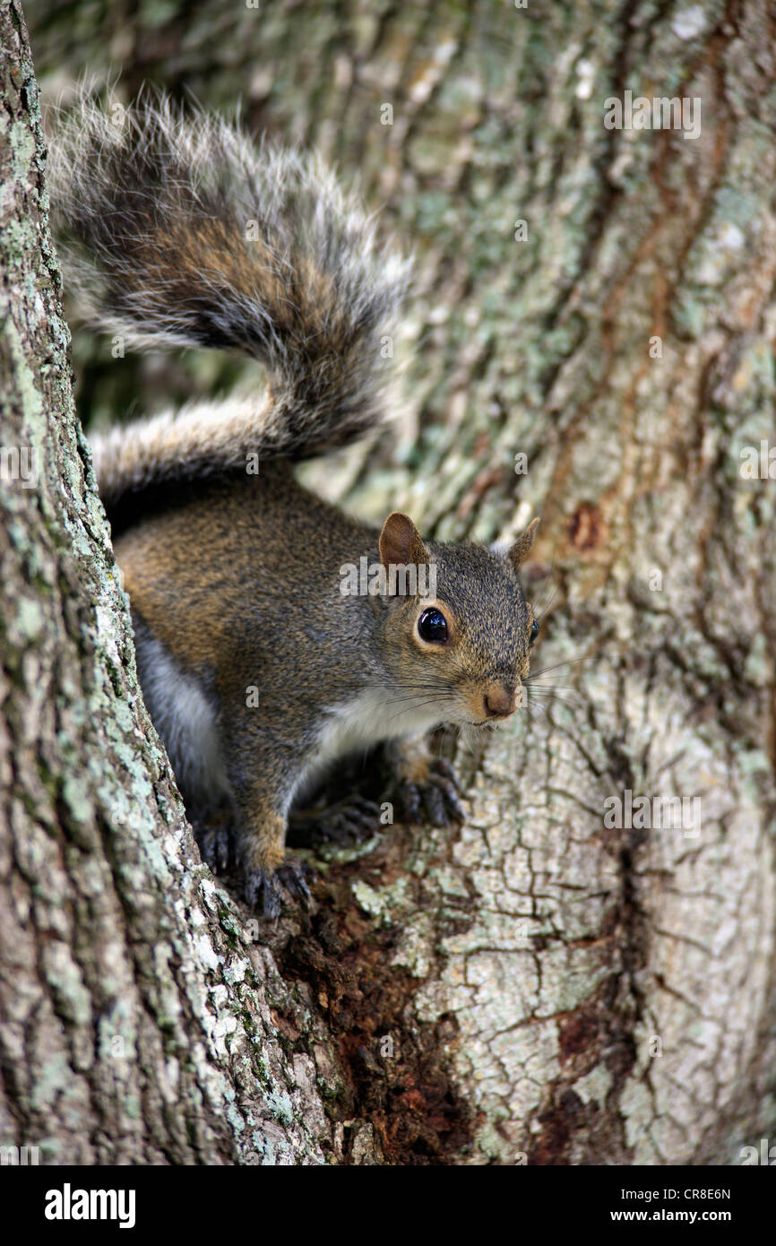Sciurus carolinensis closeup hi-res stock photography and images - Alamy