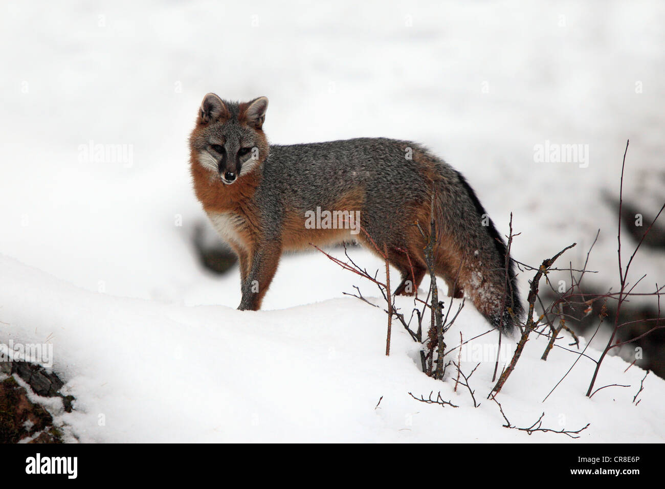 North American Gray Fox High Resolution Stock Photography and Images ...