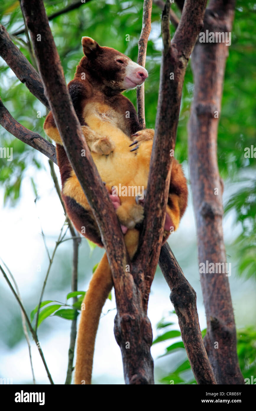 Goodfellow's Tree Kangaroo (Dendrolagus goodfellowi buergersi), adult ...