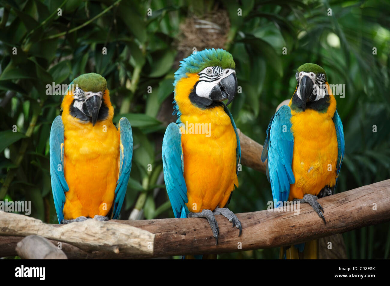 Three Blue-and-Yellow Macaws or Blue-and-Gold Macaws (Ara ararauna), adults, South America Stock ...