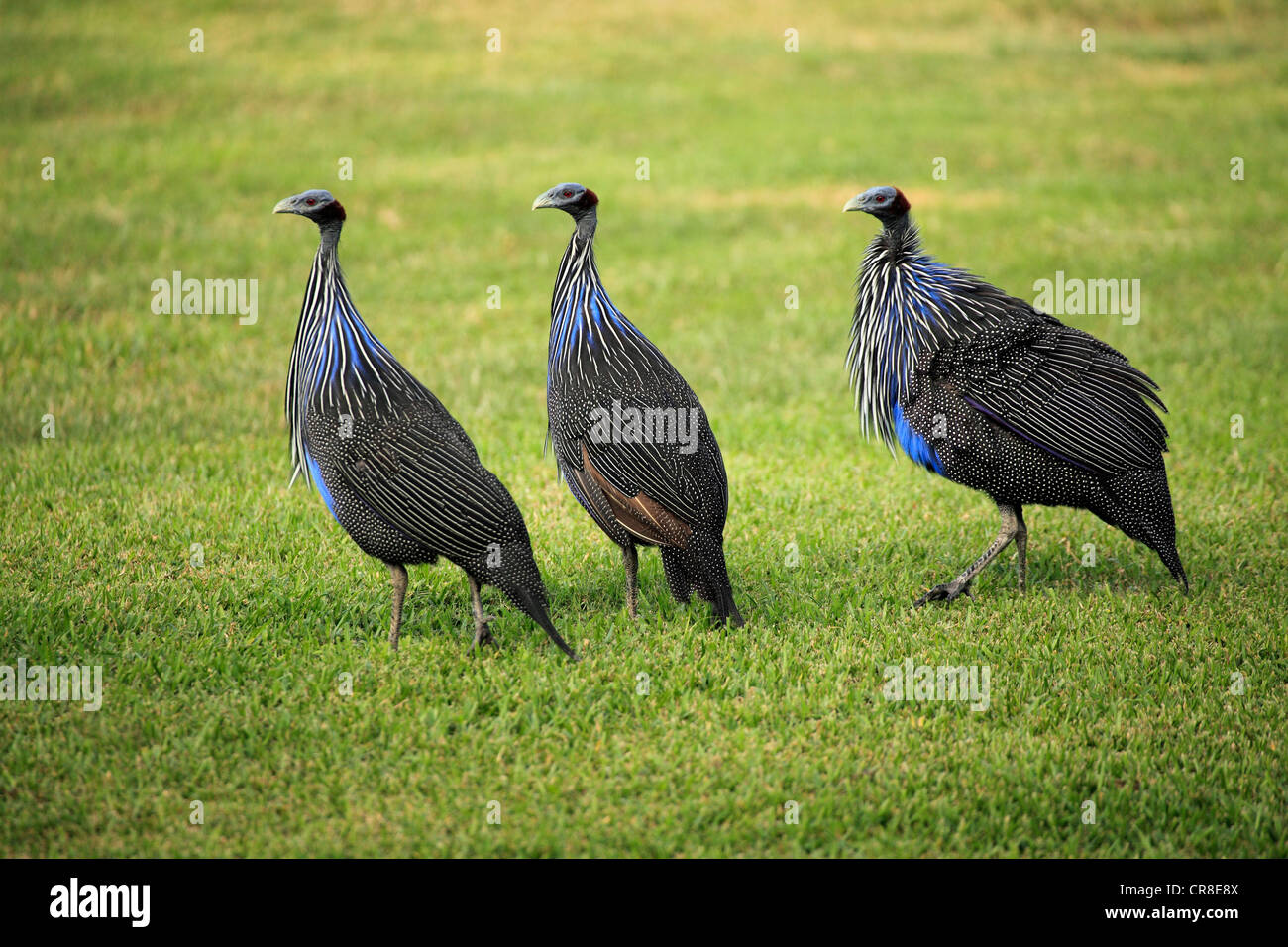 Vulturine Guineafowl (Acryllium vulturinum), adults, group, Africa ...