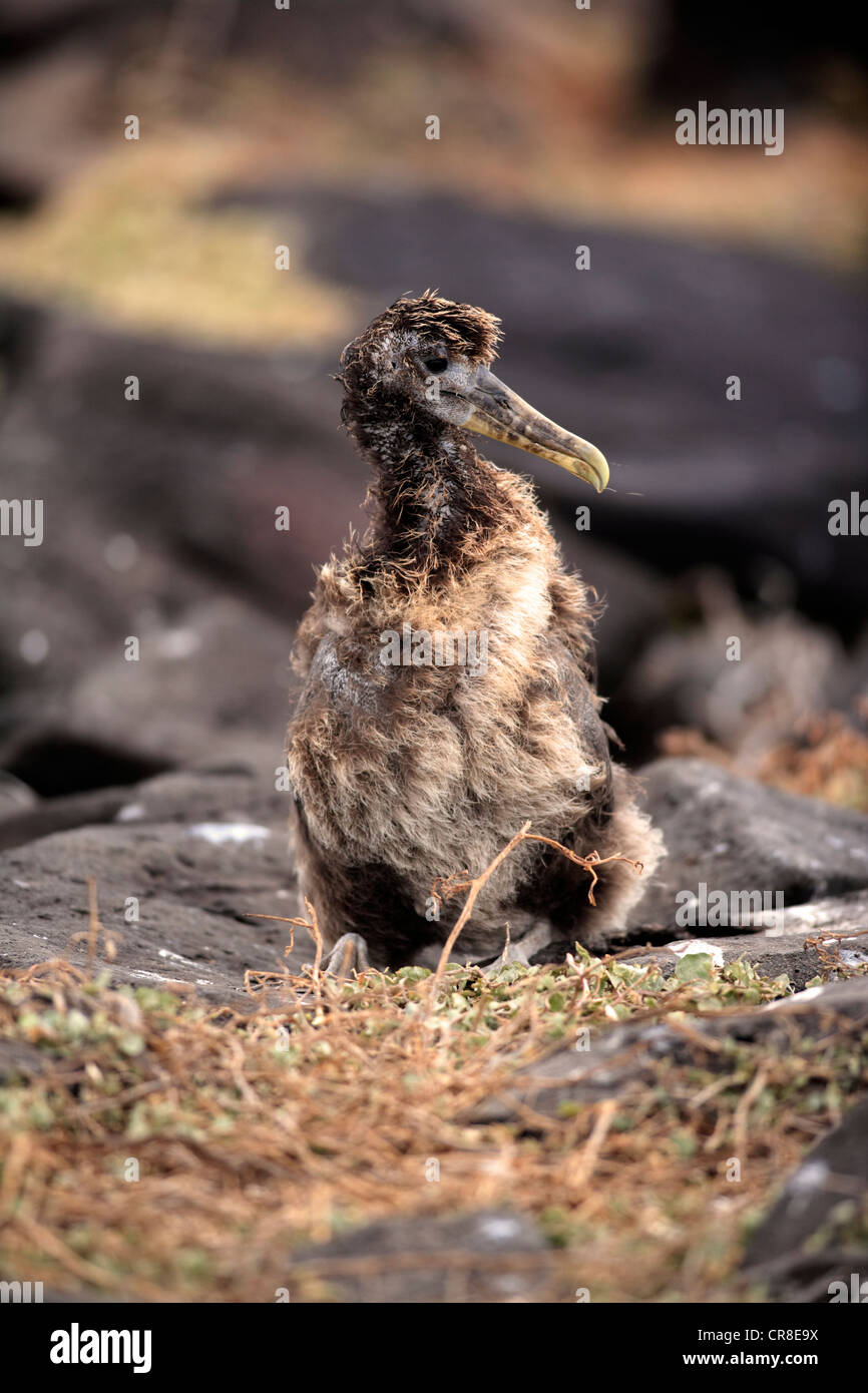 Juvenile albatross hi-res stock photography and images - Alamy