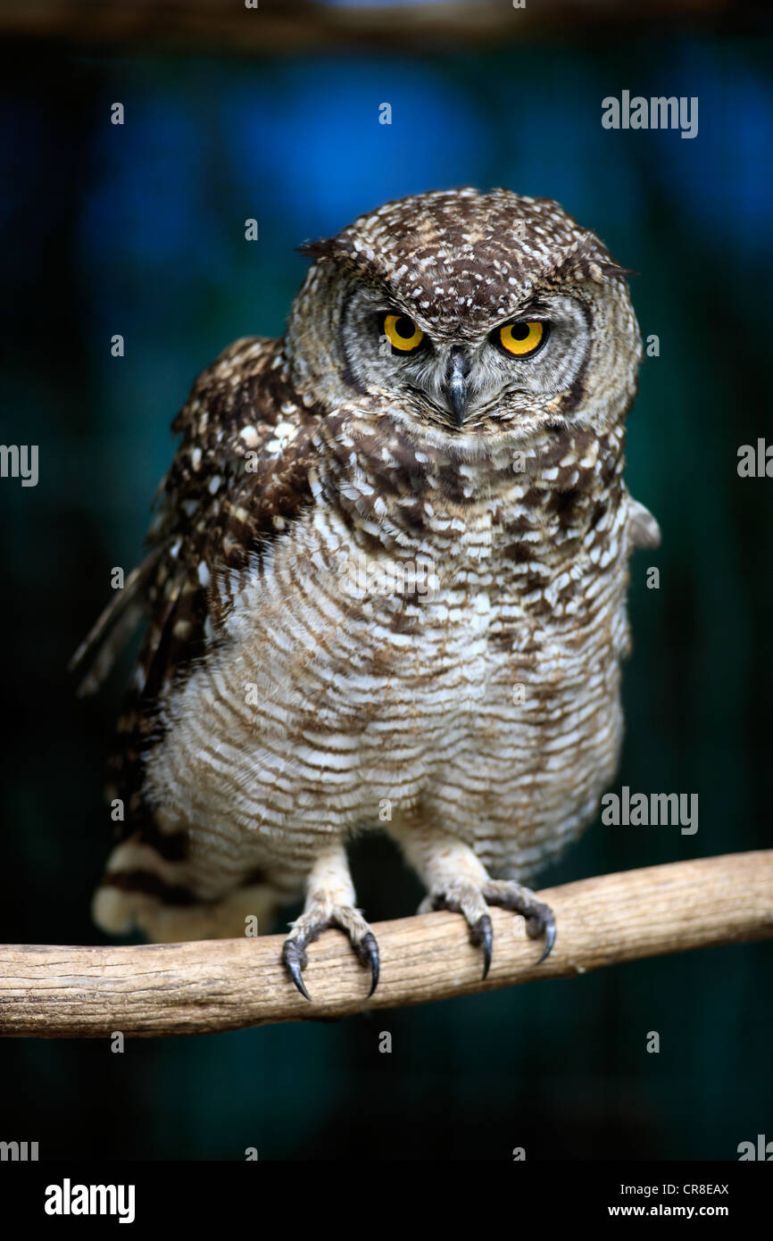 Bubo africanus owl hi-res stock photography and images - Alamy