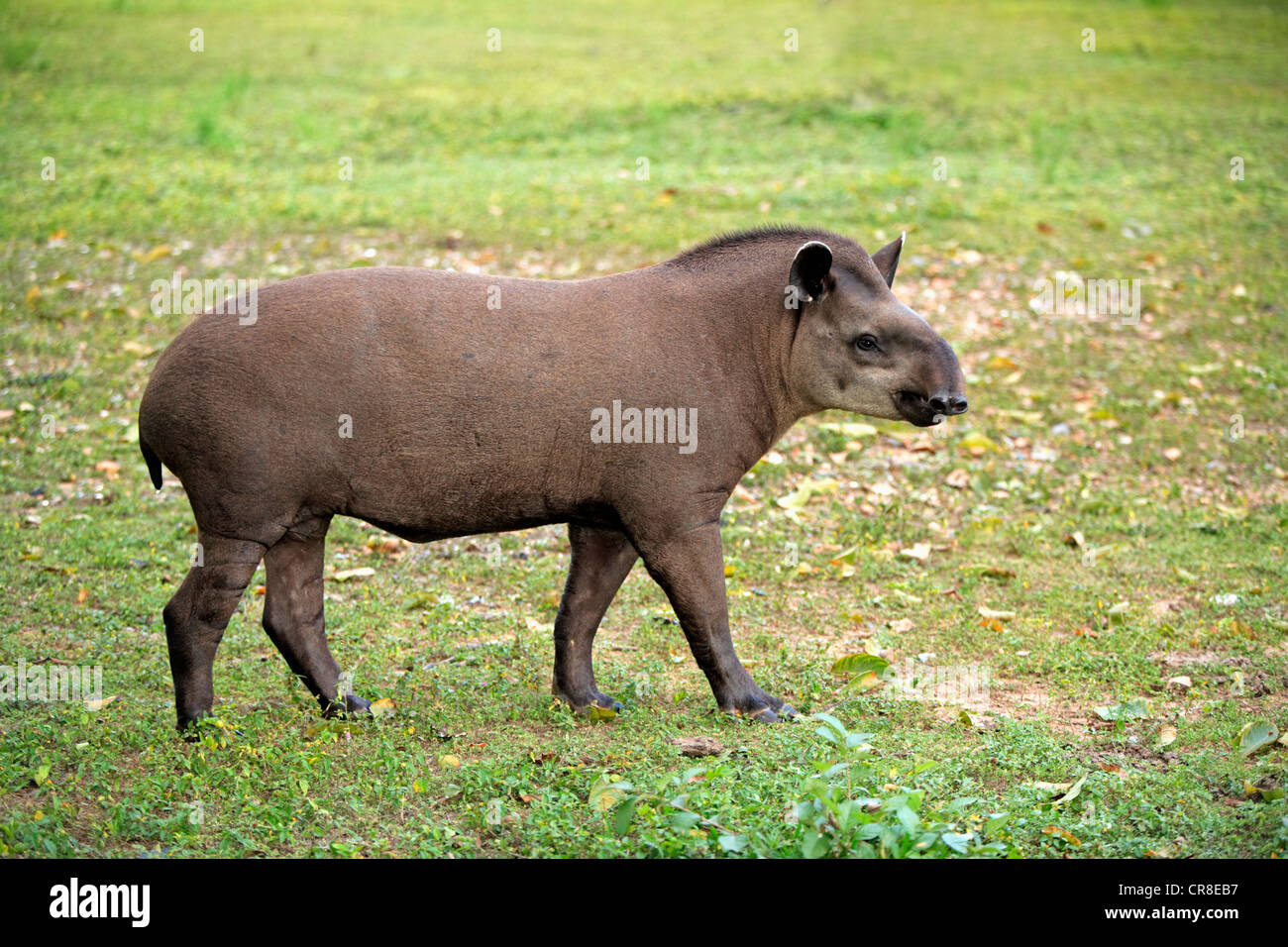 South American Tapir, Brazilian Tapir or Lowland Tapir (Tapirus ...