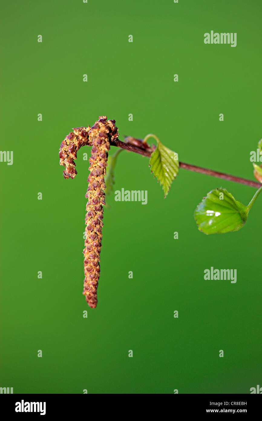 Black Alder, European Alder or Common Alder (Alnus glutinosa ...