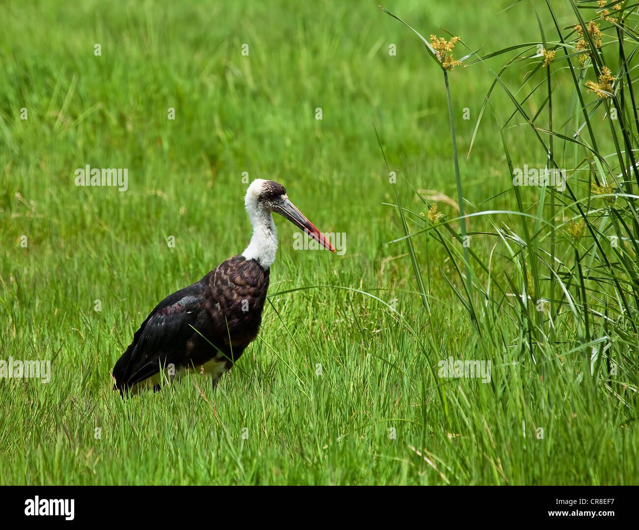 Woolly necked stork hi-res stock photography and images - Alamy