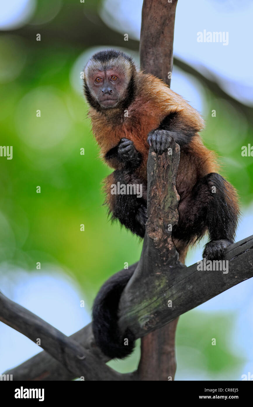Weeper Capuchin (Cebus olivaceus, Cebus nigrivittatus), adult on a tree ...