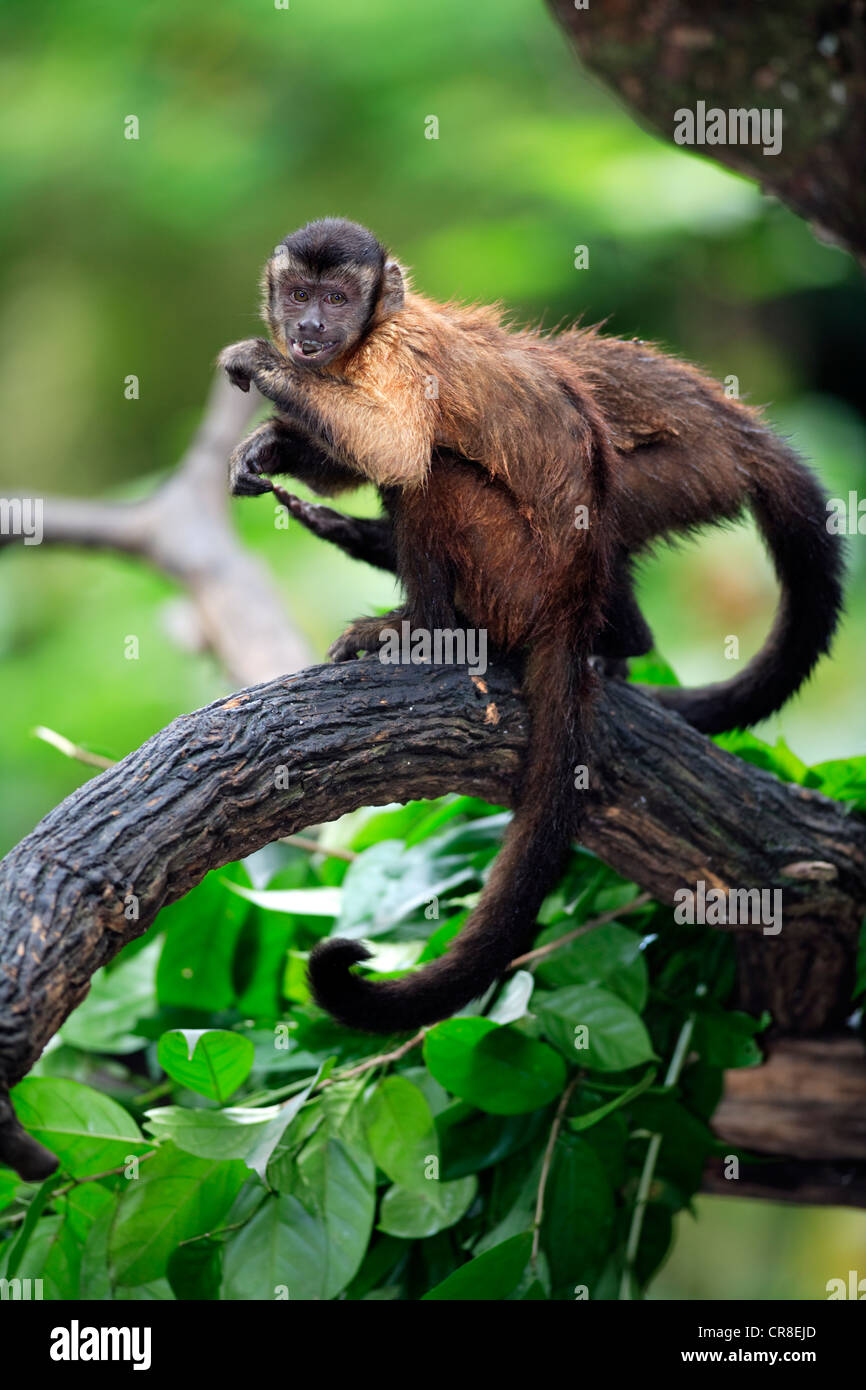 Weeper Capuchin (Cebus olivaceus, Cebus nigrivittatus), adult on a tree ...