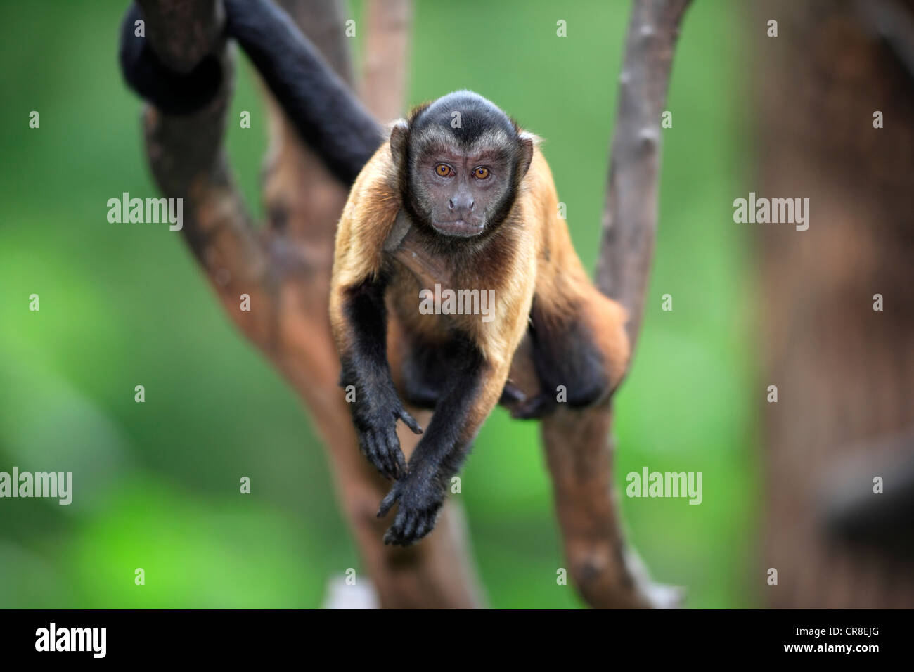 Weeper Capuchin (Cebus olivaceus, Cebus nigrivittatus), adult on a tree ...