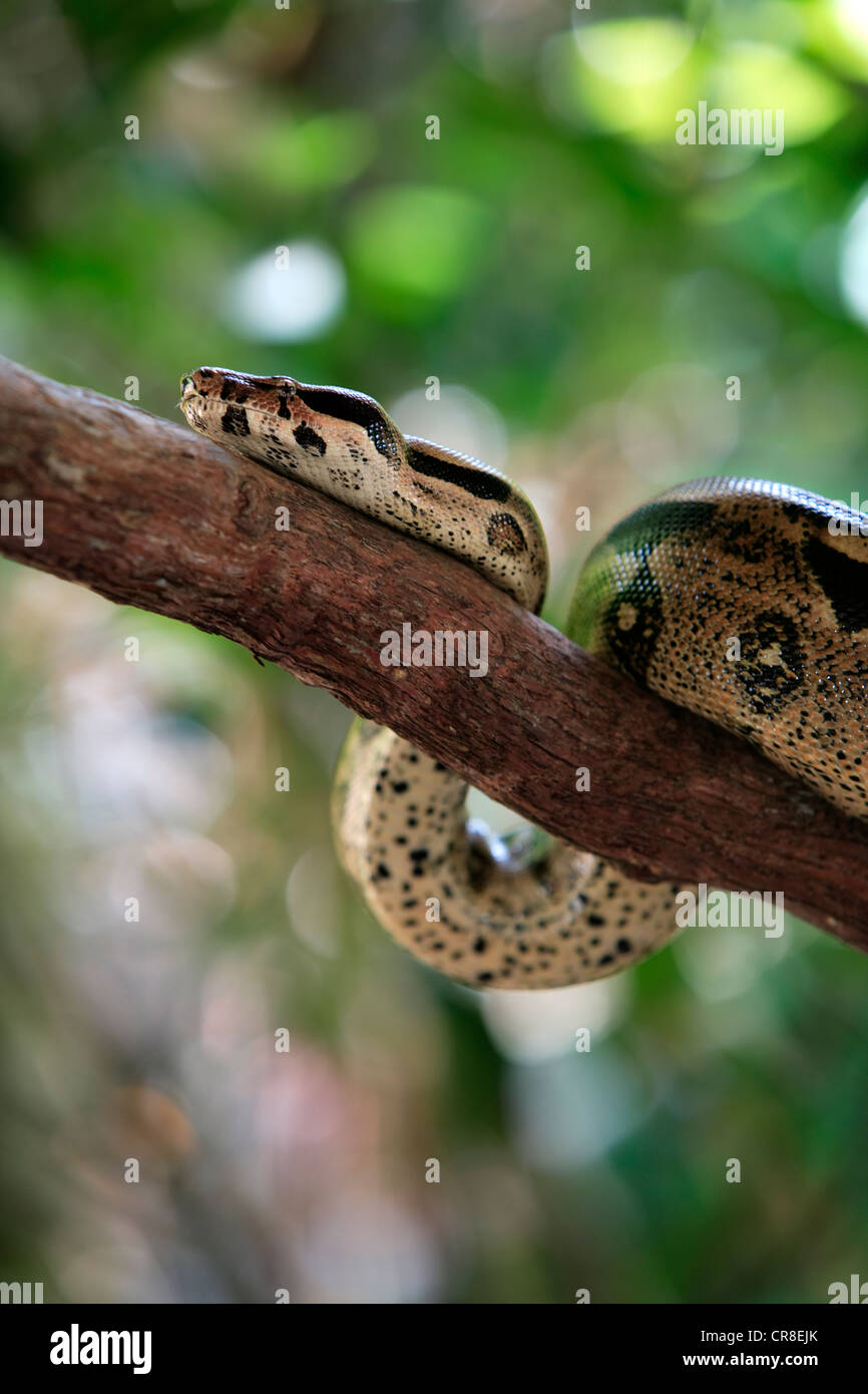 Boa constrictor or Red-tailed boa (Boa constrictor constrictor), adult ...