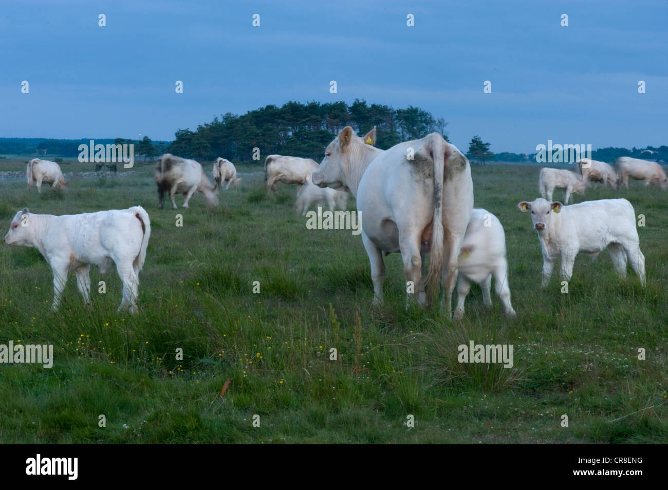 Farmed cattle hi-res stock photography and images - Alamy