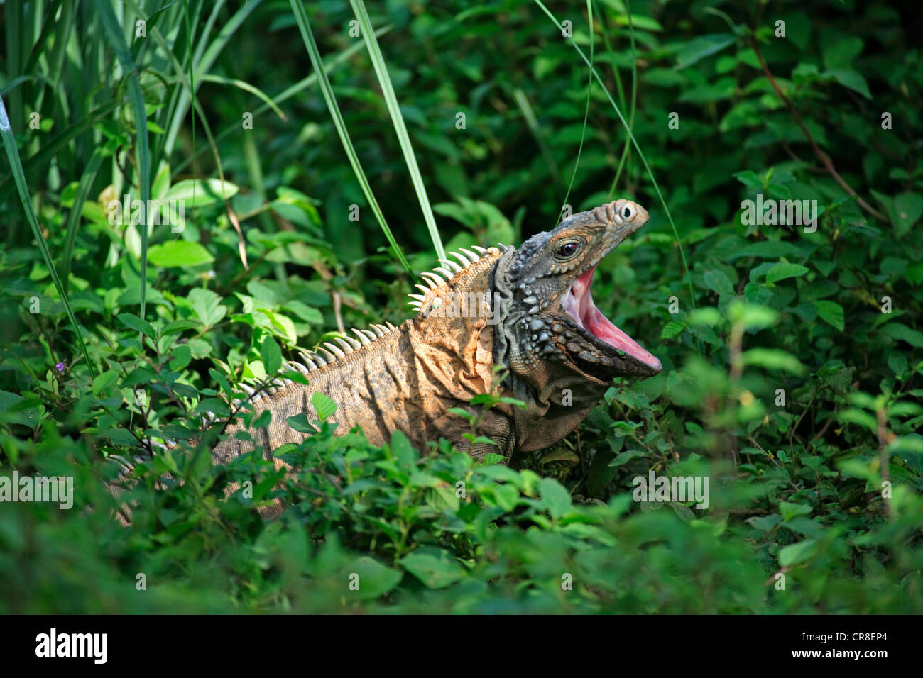 Blue Iguana or Grand Cayman Iguana (Cyclura lewisi), portrait, yawning ...