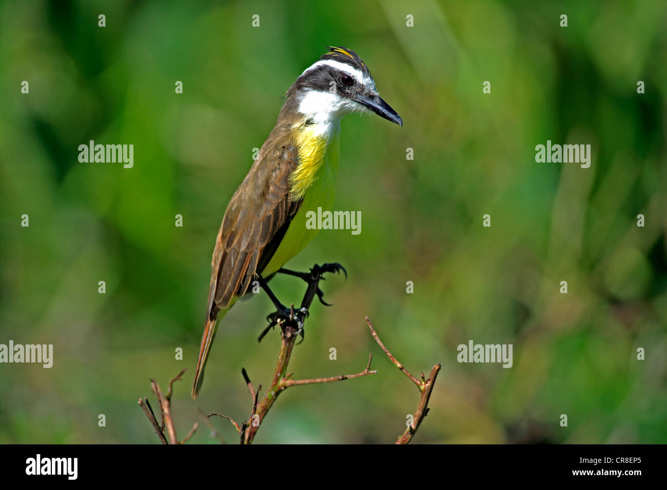 Great kiskadee hi-res stock photography and images - Alamy