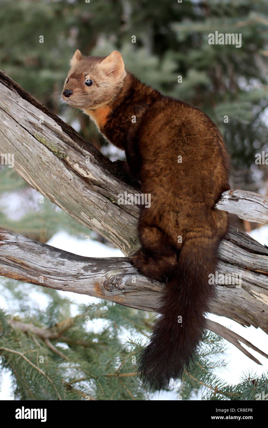 American Marten High Resolution Stock Photography and Images - Alamy