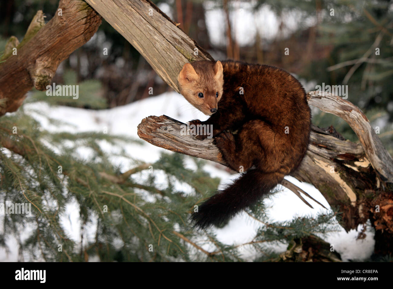 North american marten hi-res stock photography and images - Alamy