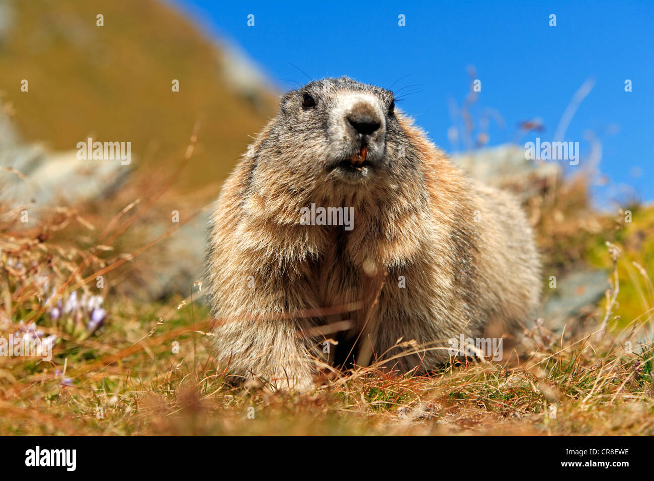 Alpine Marmot (Marmota marmota), adult, Grossglockner massif, Hohe Tauern National Park, Austria ...