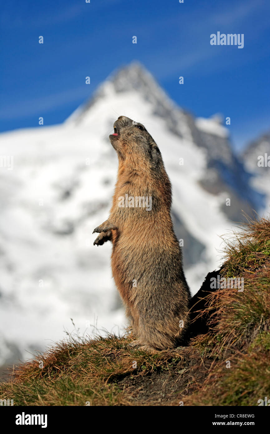 Alpine Marmot (Marmota marmota), adult, calling, Grossglockner massif, Hohe Tauern National Park ...