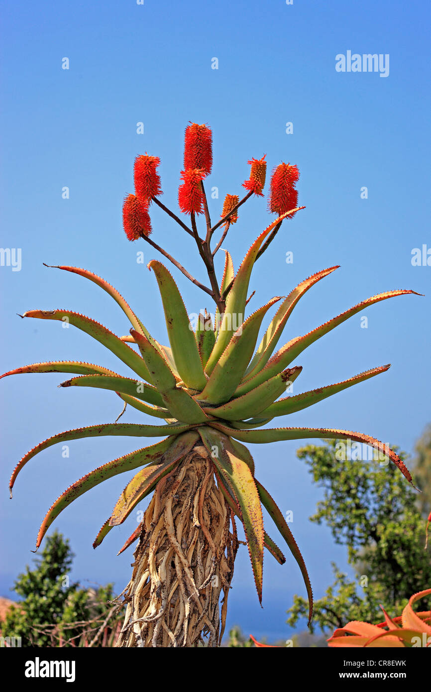 Aloe species (Aloe dawei), flowers, California, USA Stock Photo - Alamy