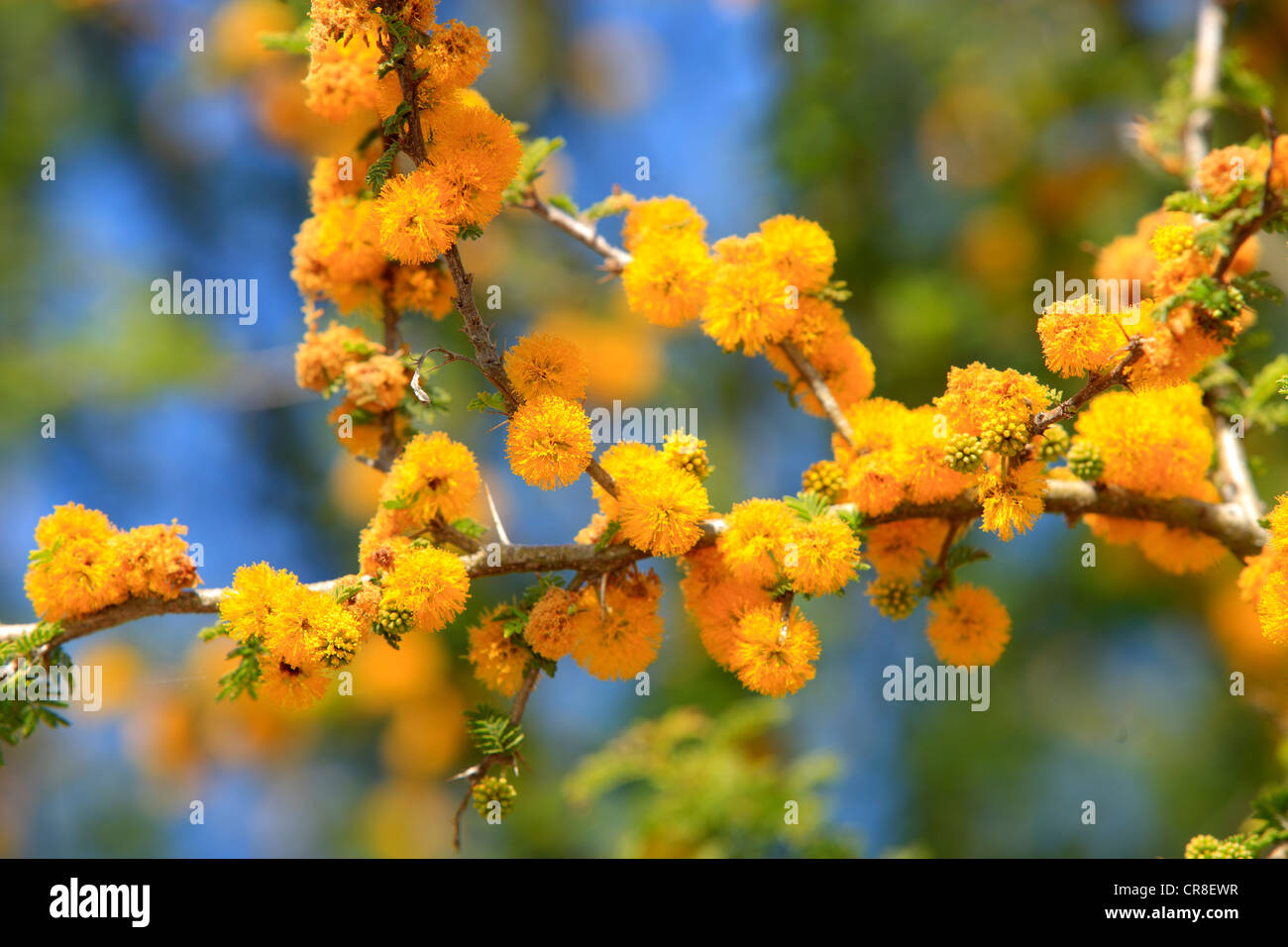 Acacia species hi-res stock photography and images - Alamy