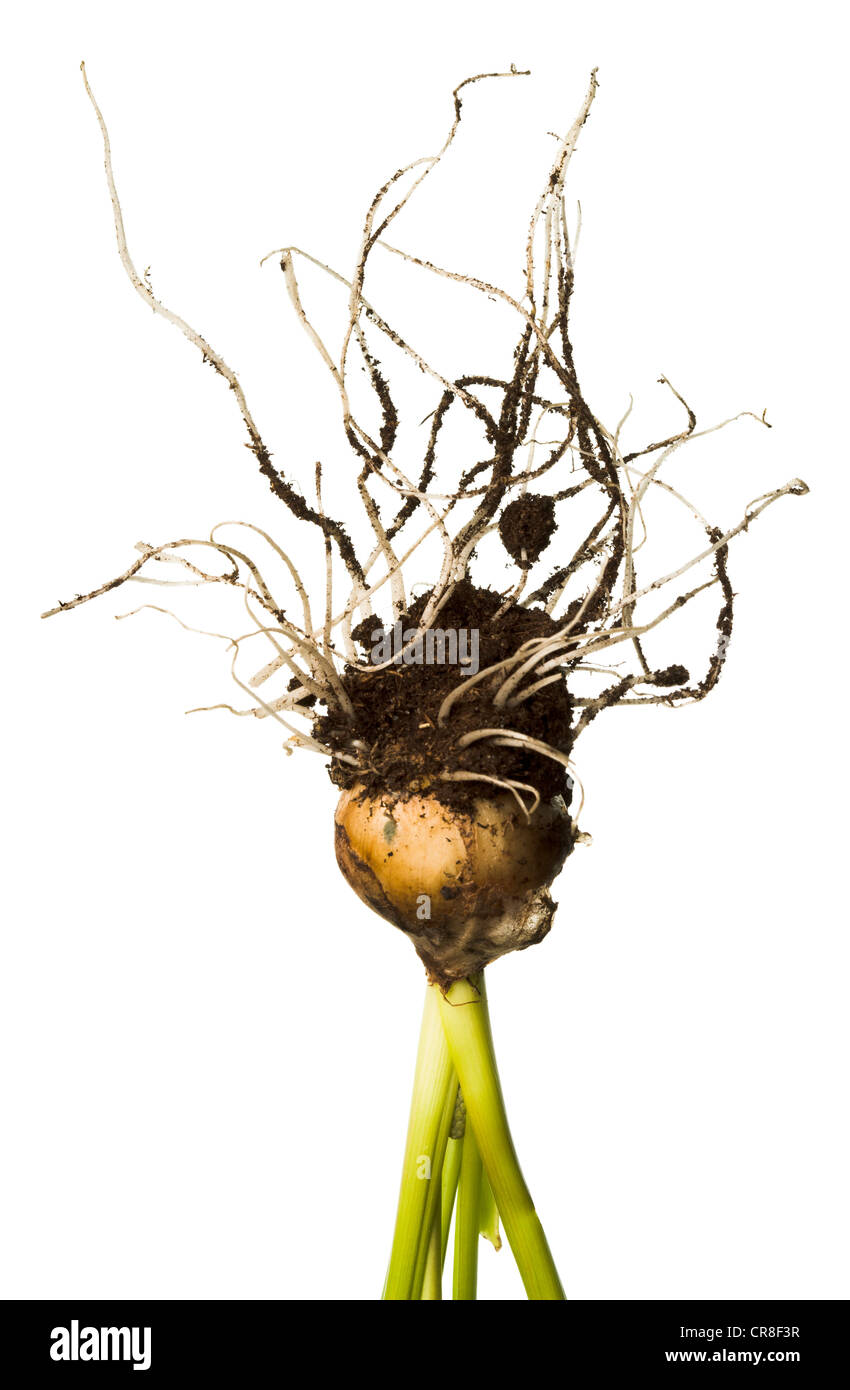 Plant flower roots hi-res stock photography and images - Alamy