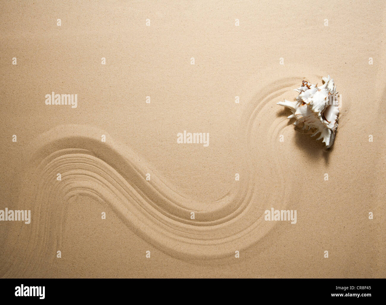 Sea shell hi-res stock photography and images - Alamy