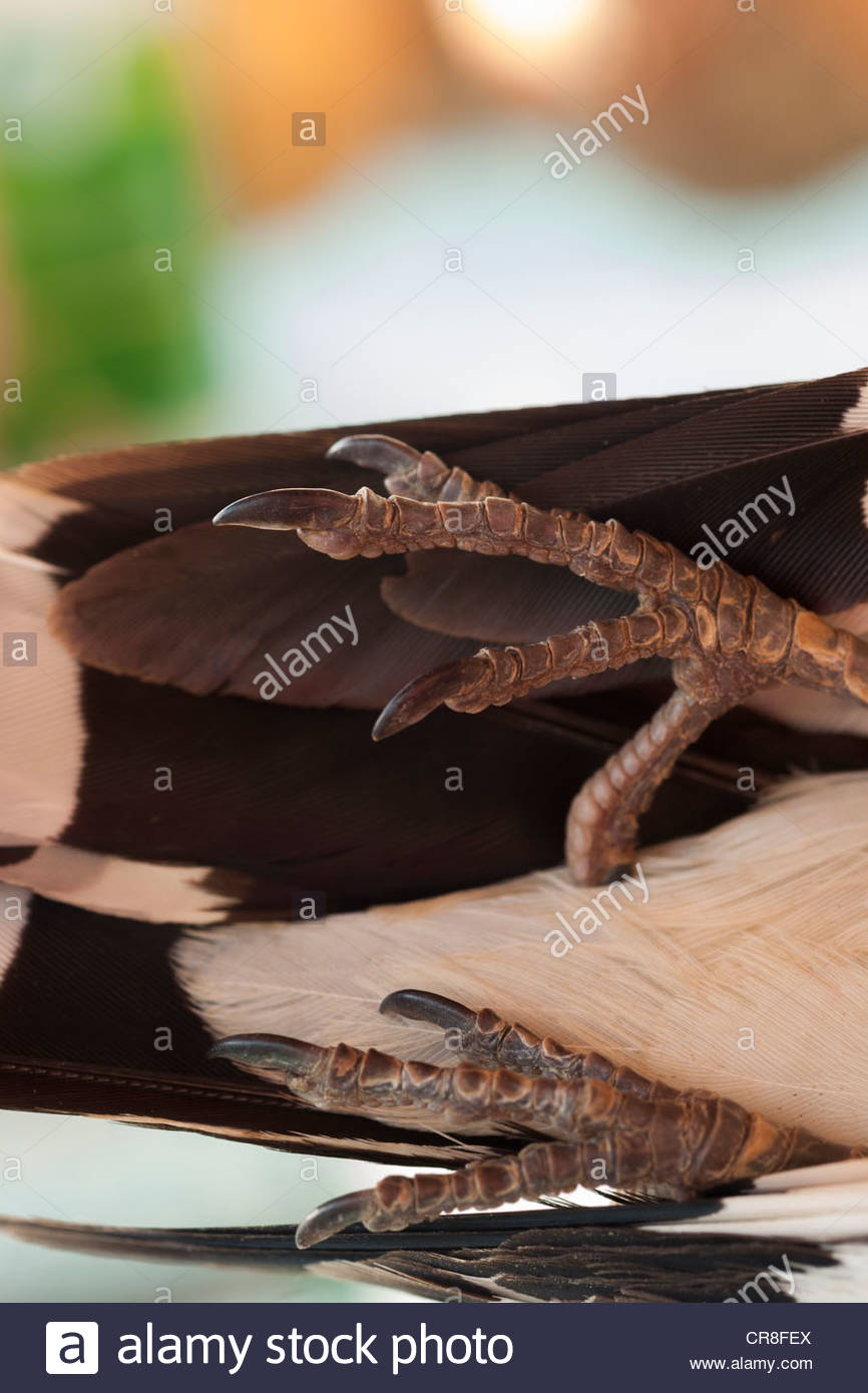 Hoopoe Bird High Resolution Stock Photography and Images - Alamy