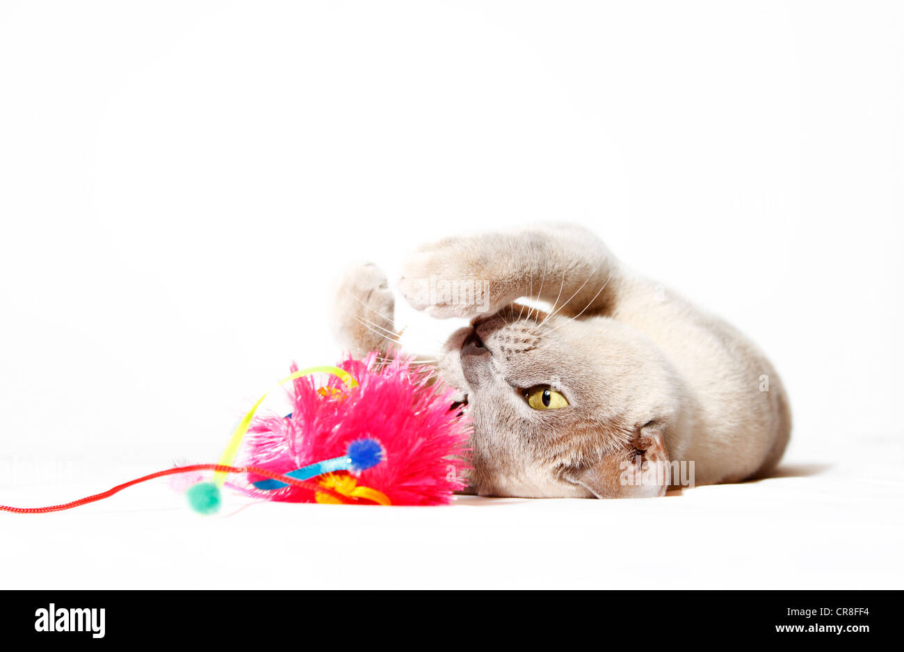 Frisky cat Cut Out Stock Images & Pictures - Alamy