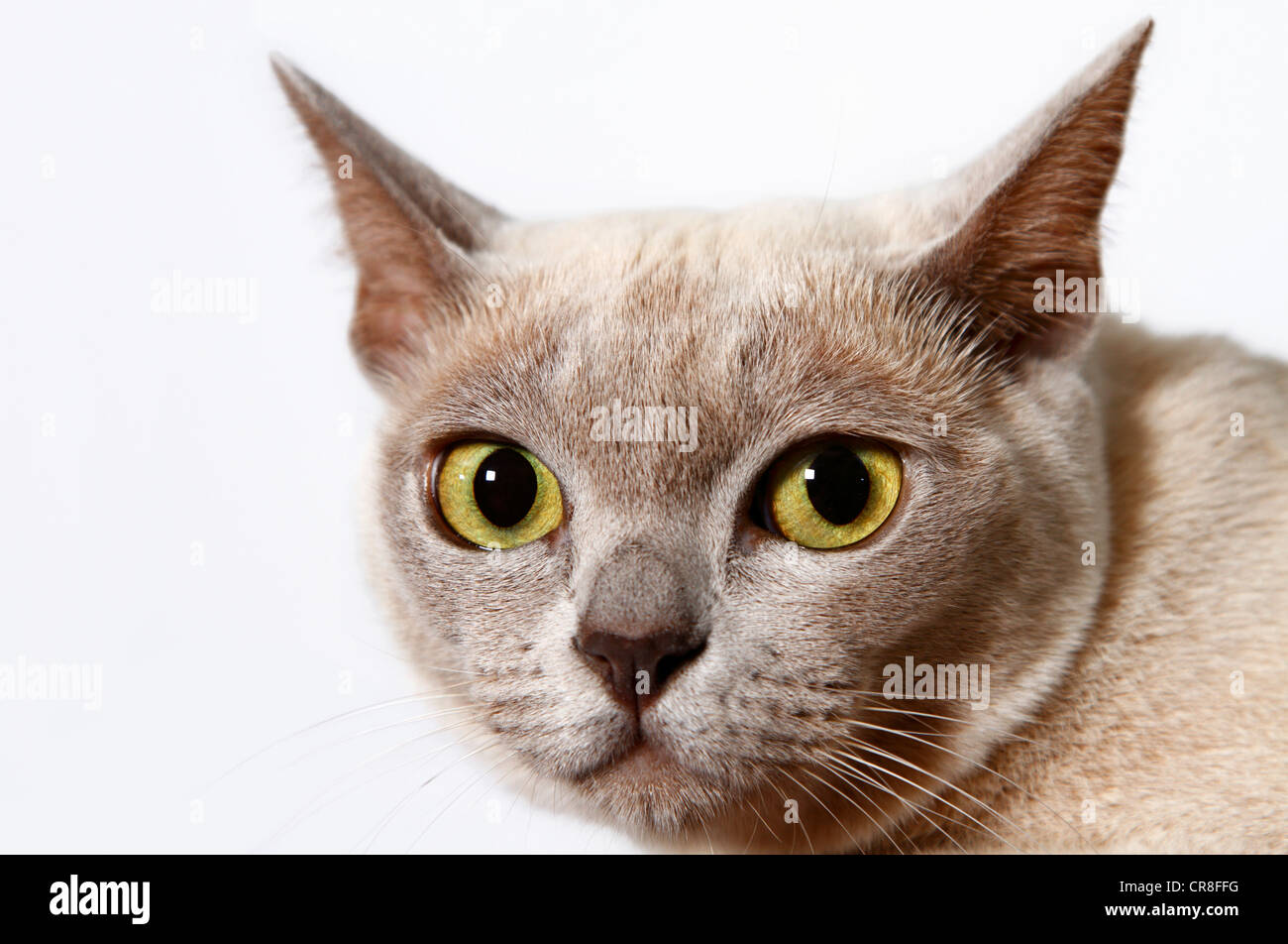Burmese cats close up hi-res stock photography and images - Alamy