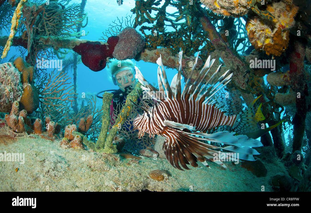 Lionfish in Unnatural Habitat Stock Photo - Alamy
