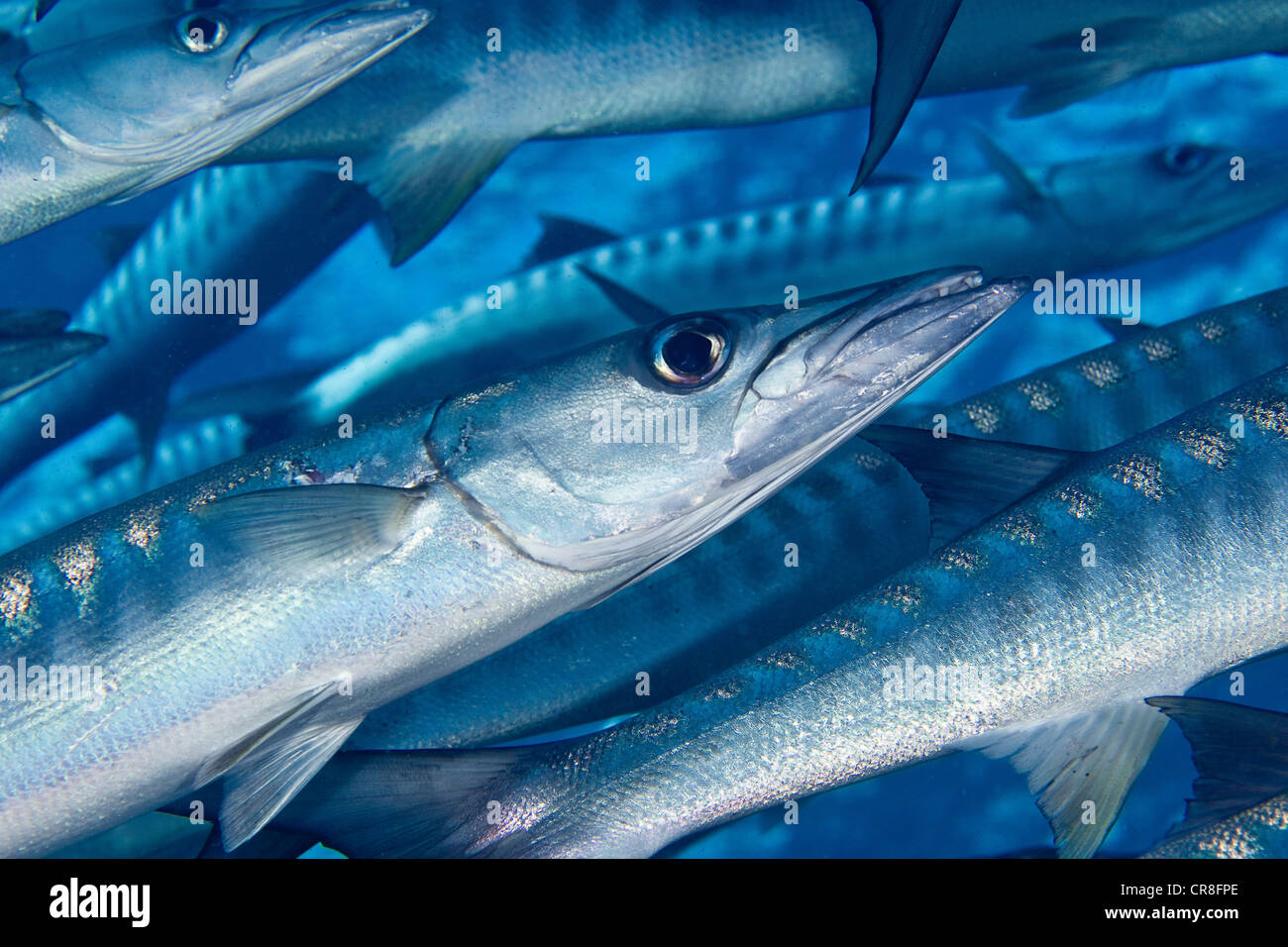 School of Blackfin Barracuda Stock Photo - Alamy