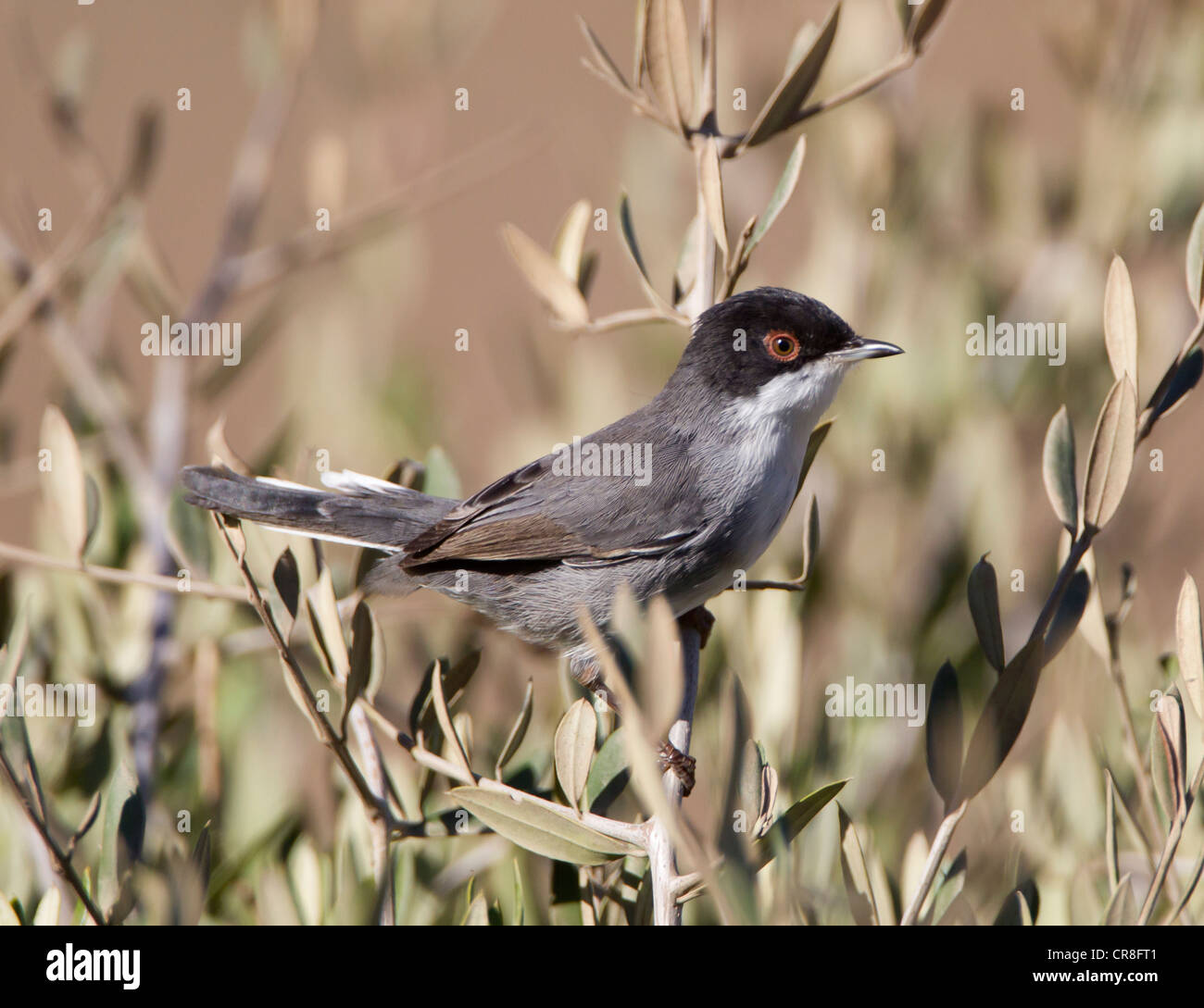 Sardinian Warbler male Sylvia melanocephala on territory near nest ...