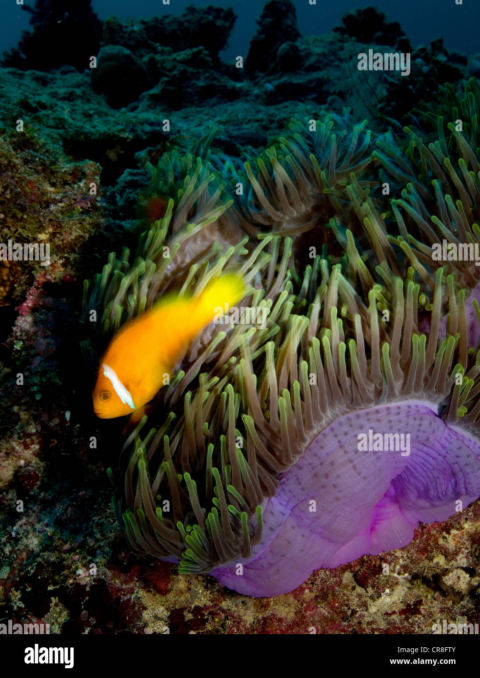 Blackfinned anemonefish hi-res stock photography and images - Alamy