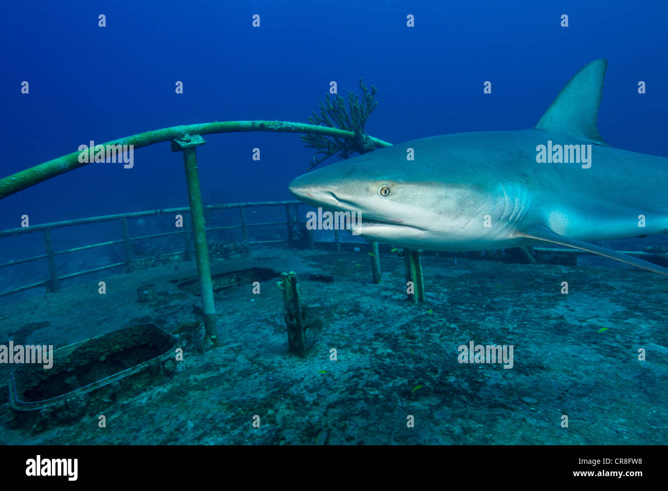 Caribbean Reef Shark and Wreck Stock Photo - Alamy