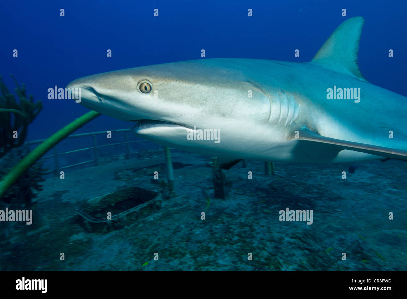 Caribbean Reef Shark and Wreck Stock Photo - Alamy
