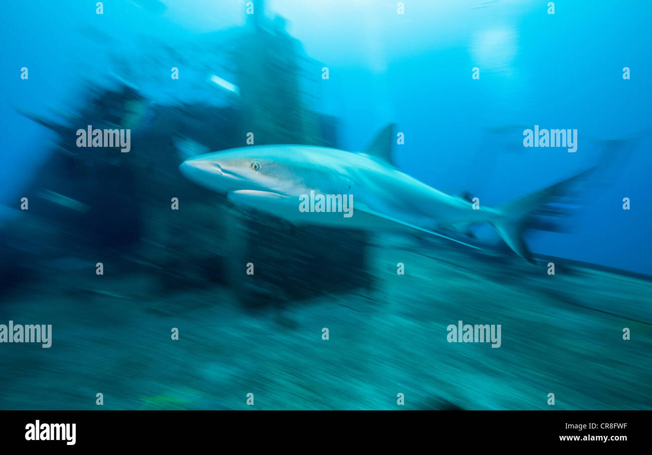 Caribbean Reef Shark and Wreck Stock Photo - Alamy
