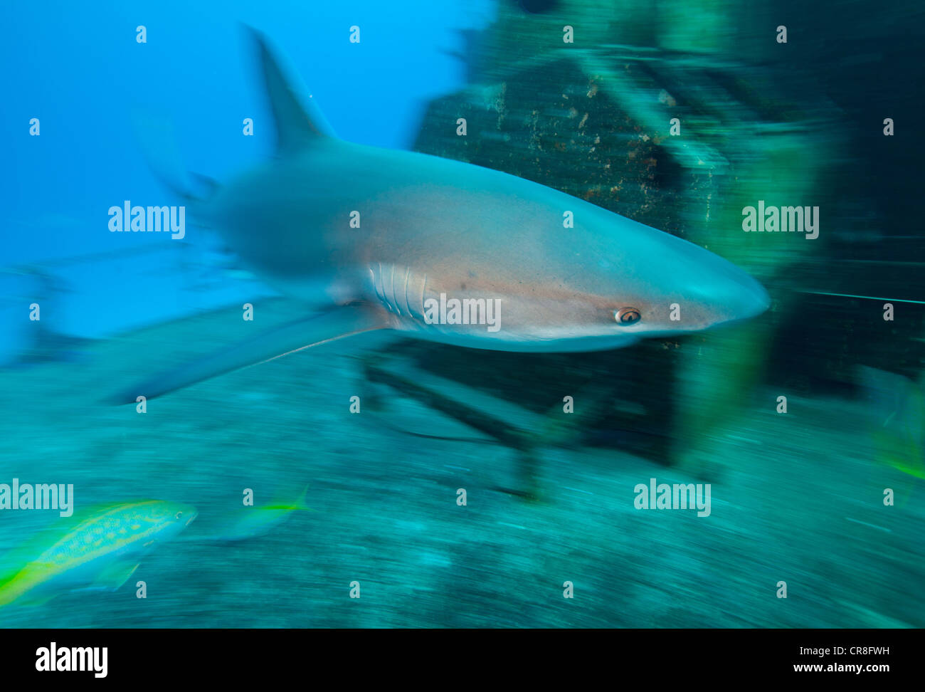 Caribbean Reef Shark and Wreck Stock Photo - Alamy