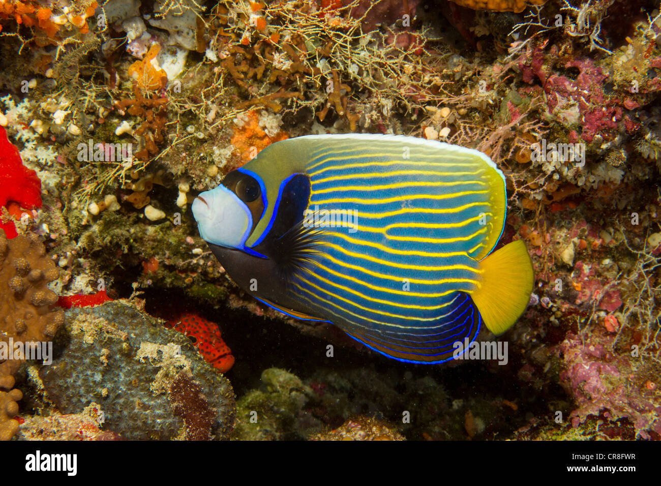 Angelfish hi-res stock photography and images - Alamy