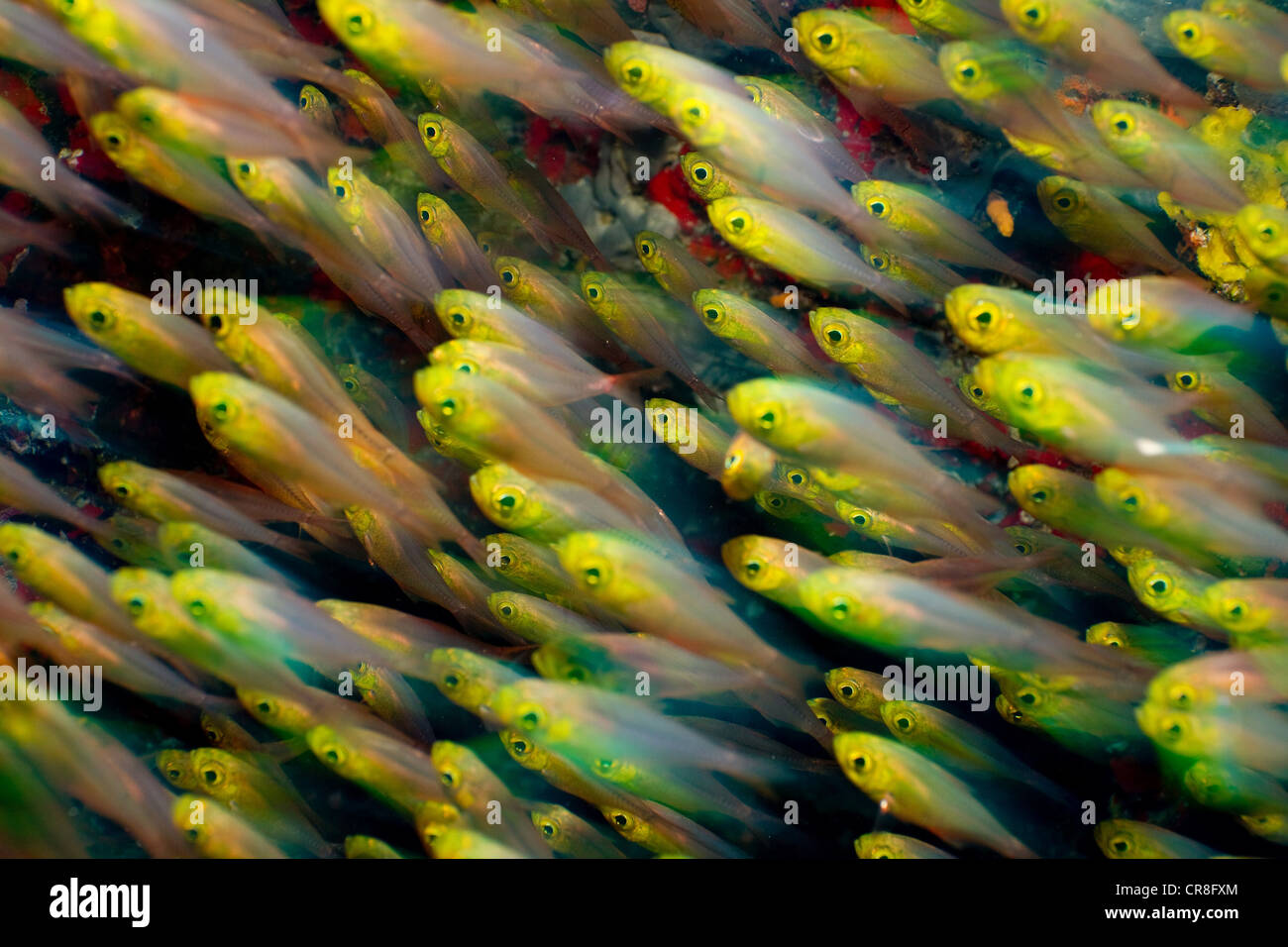 Golden Point School High Resolution Stock Photography and Images - Alamy